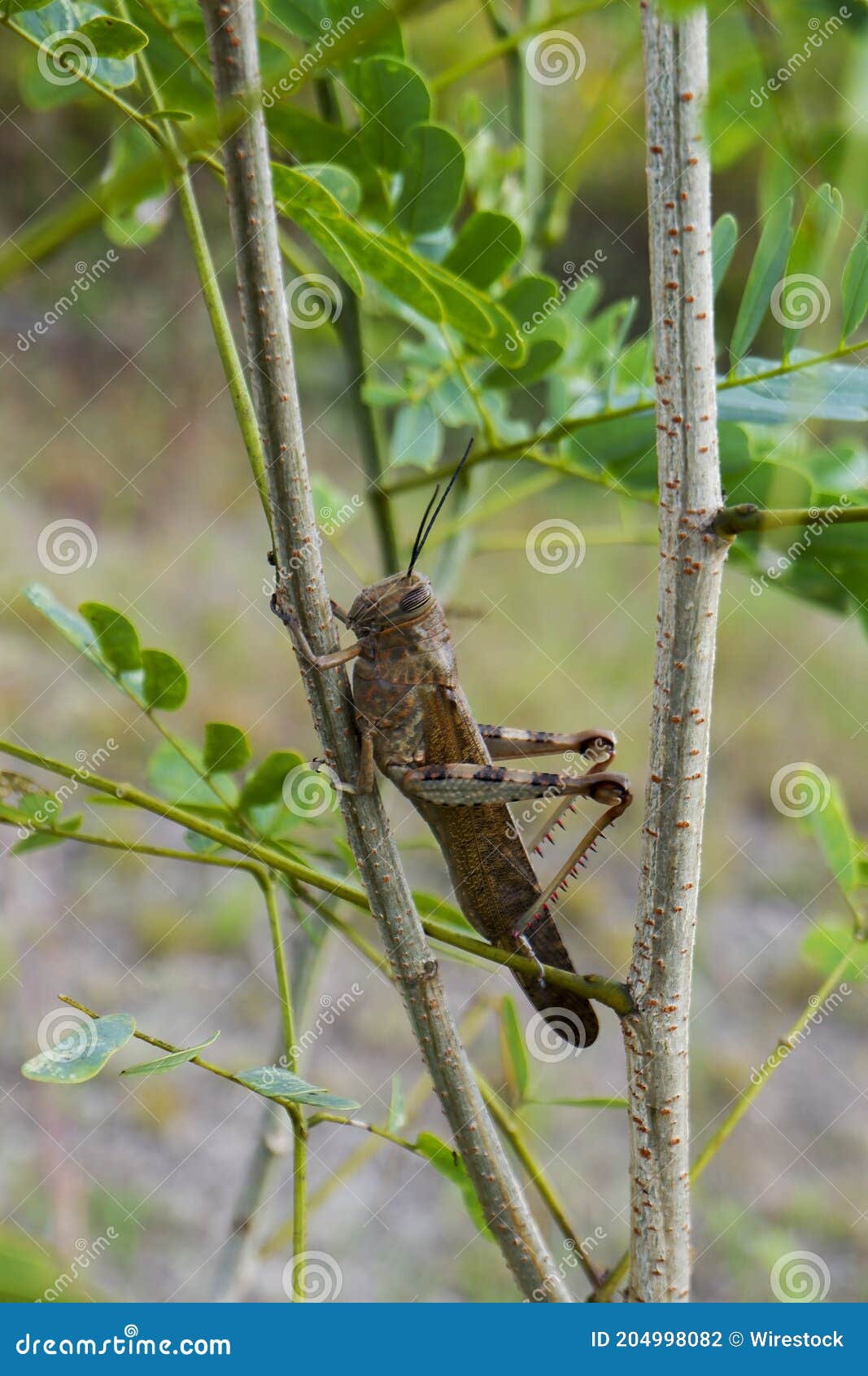 Closeup Shot of Locust on a Tree Branch Stock Photo - Image of plant ...