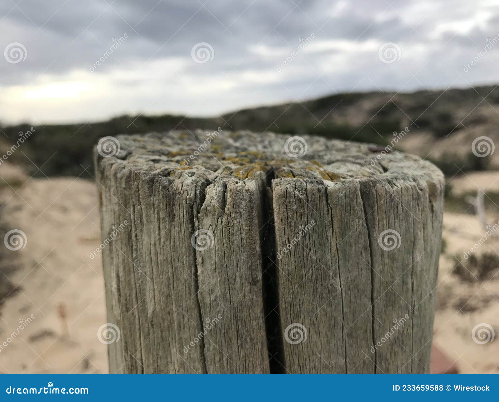 Closeup Shot of a Log on the Sand Stock Photo - Image of beach, outdoor ...