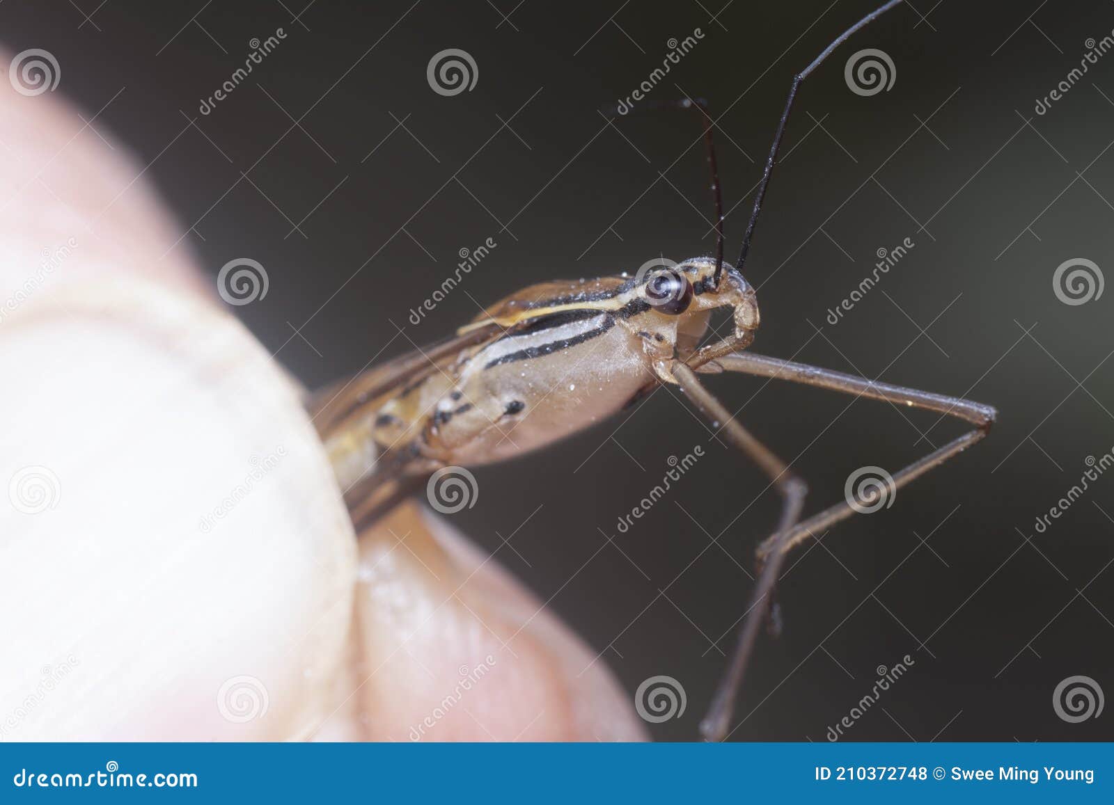 Closeup Shot of Long-legged Water Strider Insect Stock Photo - Image of ...