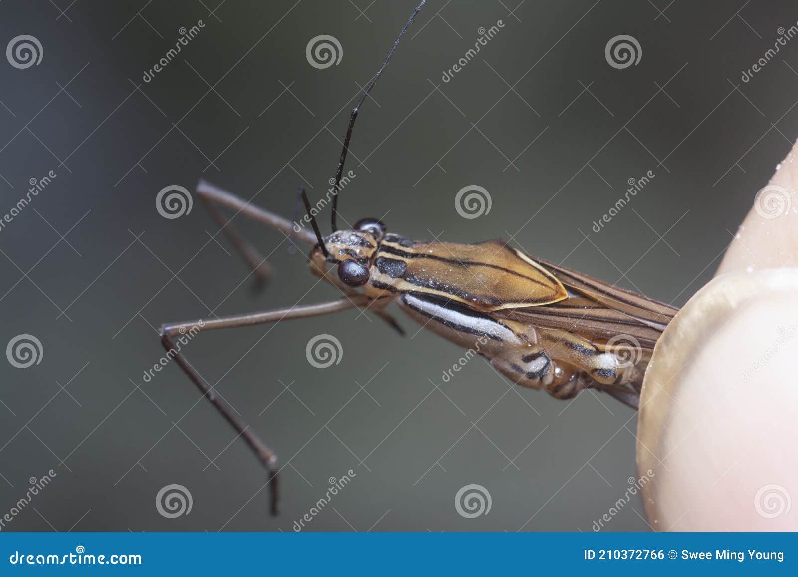 Closeup Shot of Long-legged Water Strider Insect Stock Photo - Image of ...