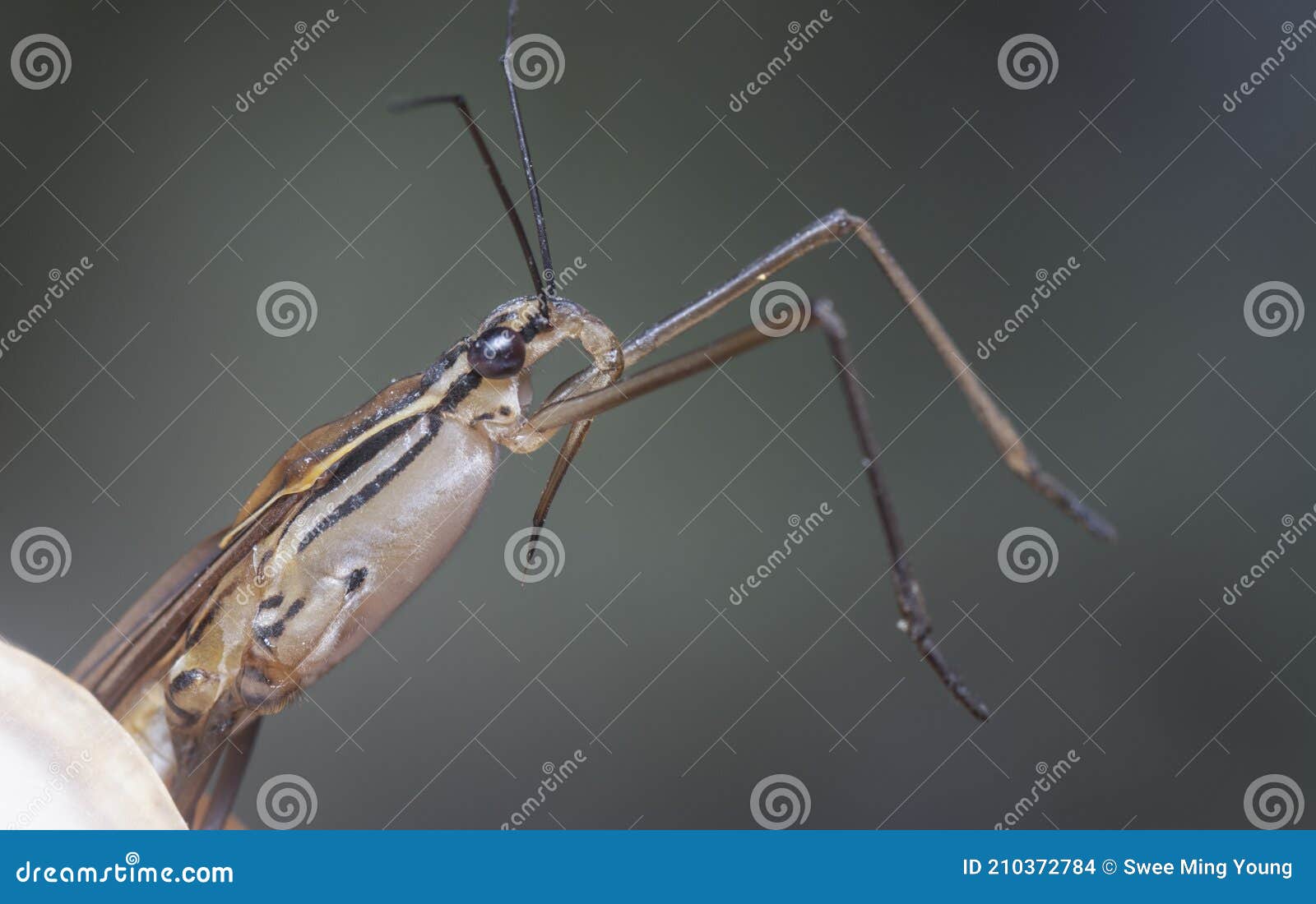 Closeup Shot of Long-legged Water Strider Insect Stock Photo - Image of ...