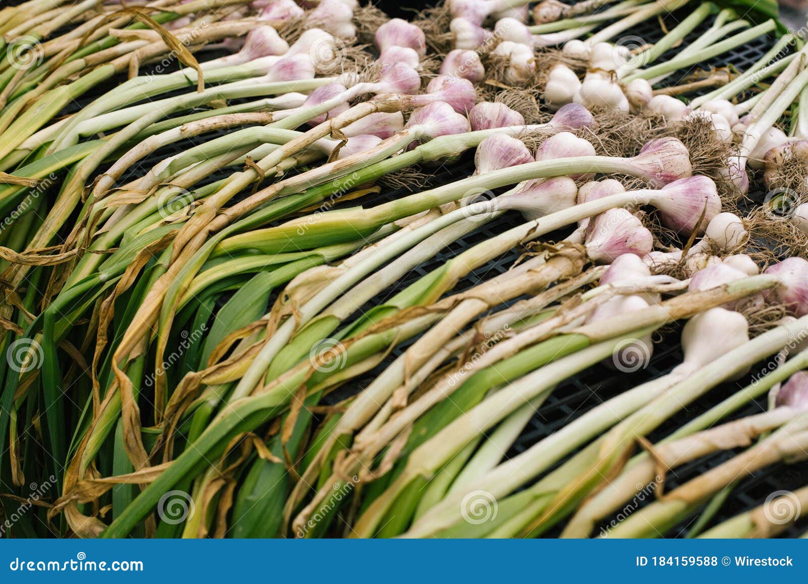 Closeup Shot of a Lot of Garlic in the Table Stock Photo - Image of ...