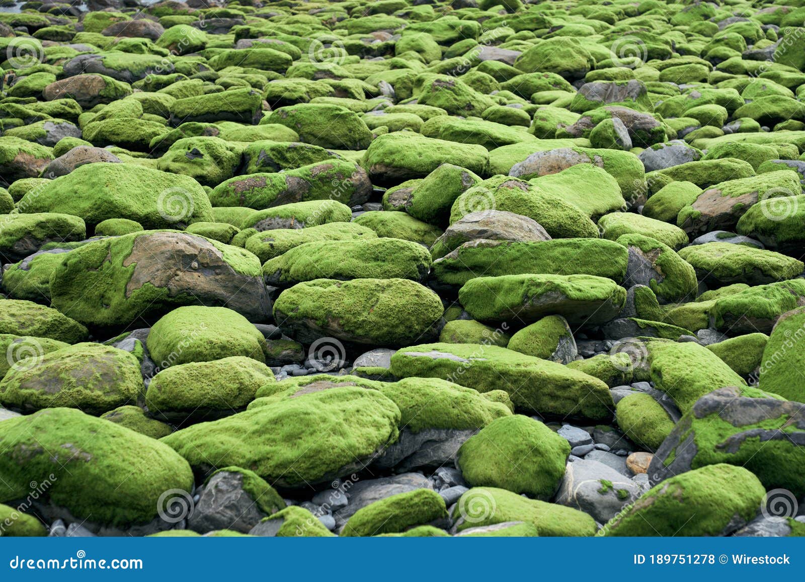 Closeup Shot of a Lot of Rocks Covered with Moss Stock Photo - Image of ...
