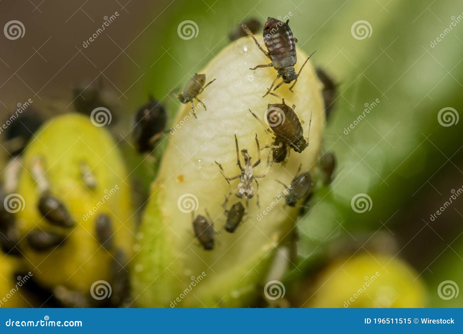 Closeup Shot of Lots of Insects on a Yellow Fruit Stock Image - Image ...