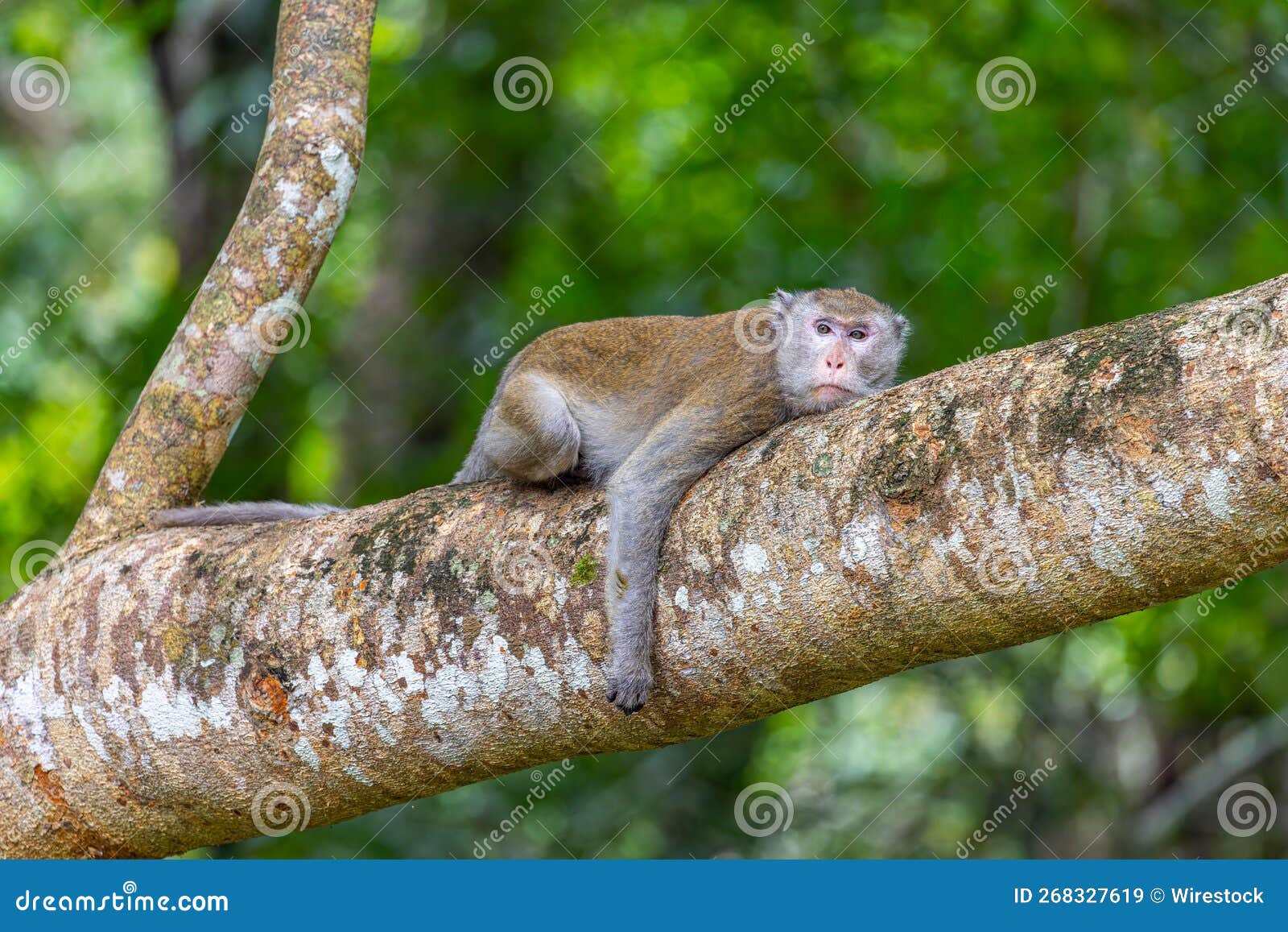 Closeup Shot of the Macaque Monkey Lying on the Tree in Cambodia Jungle ...