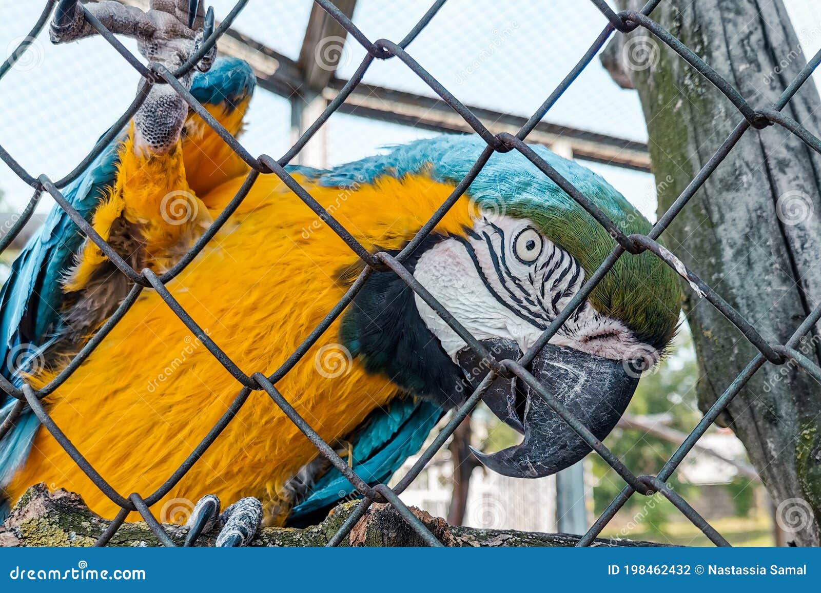 A Closeup Shot of a Macaw Bird Biting the Metal Bar Stock Photo - Image ...