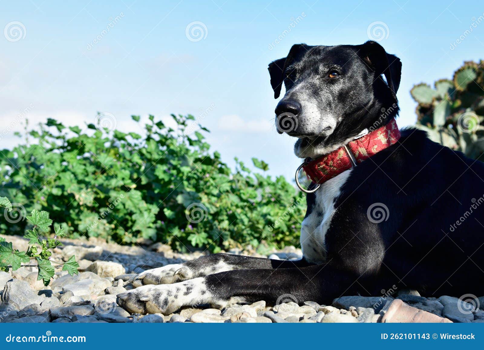 Closeup Shot of a Majorca Shepherd Dog Lying on the Ground Stock Image ...