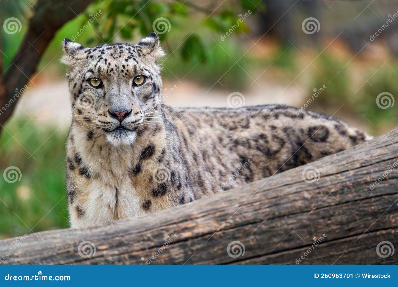 Closeup Shot of a Male Snow Leopard Stock Image - Image of feline ...