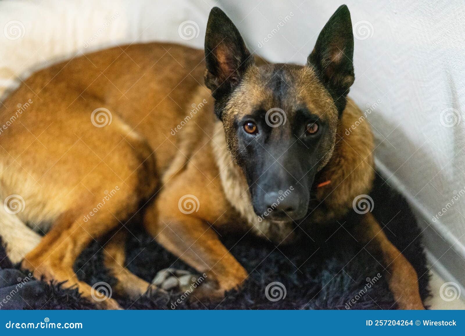 Closeup Shot of a Malinois Dog Lying on the Floor Stock Photo - Image ...