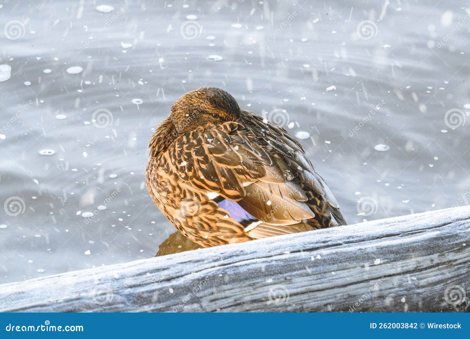 Closeup Shot of a Mallard Duck in a Pond at Snowfall Stock Photo ...