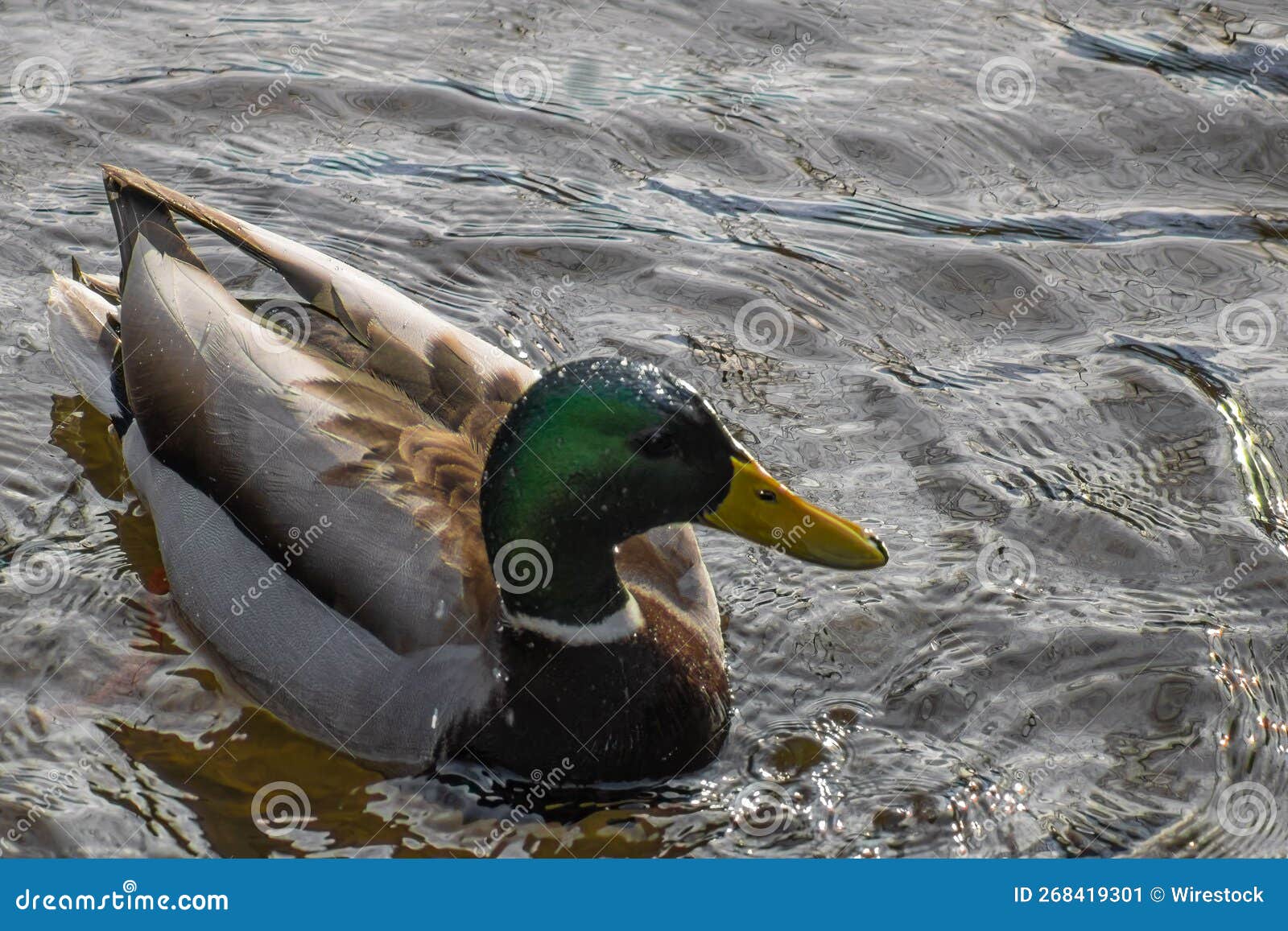 Closeup Shot of a Mallard Duck Sitting in the Water Stock Image - Image ...