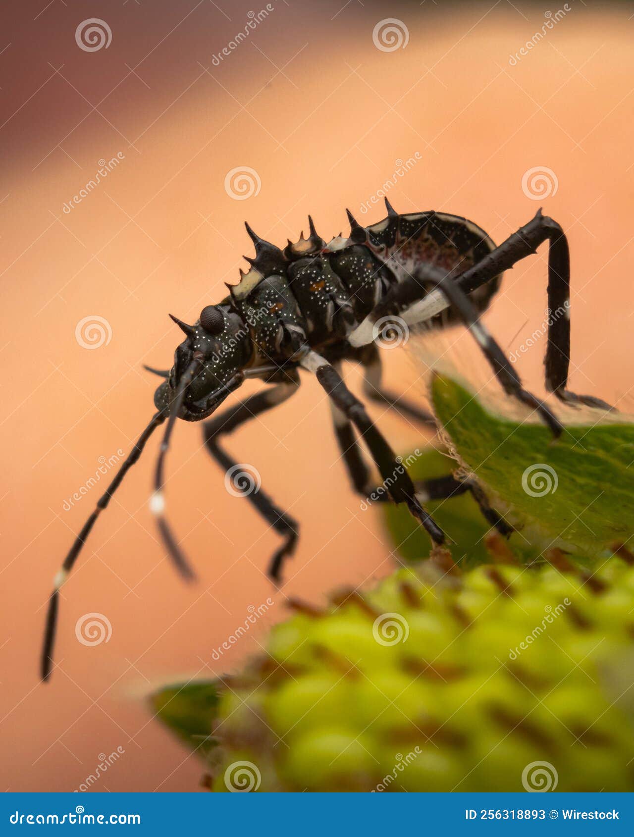 Closeup Shot of a Marmorated Stink Beetle Stock Image - Image of macro ...