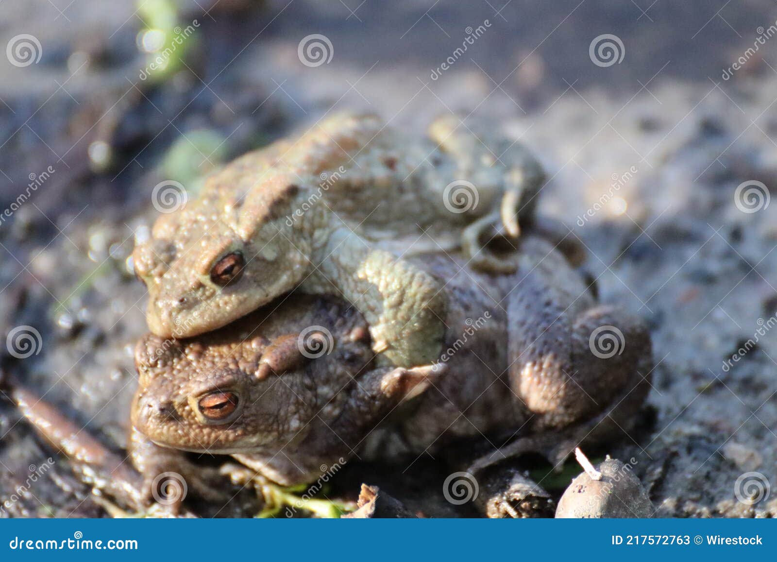 Closeup Shot of the Mating Process of Two Large Toads Stock Image ...
