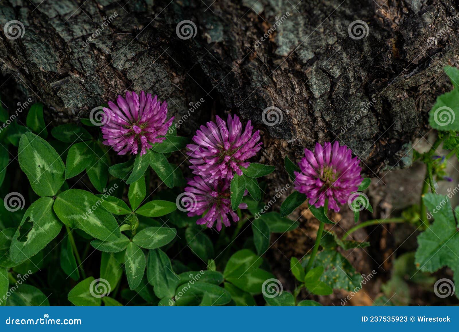 Closeup Shot of Meadows Clover Under the Olive Tree Stock Image - Image ...