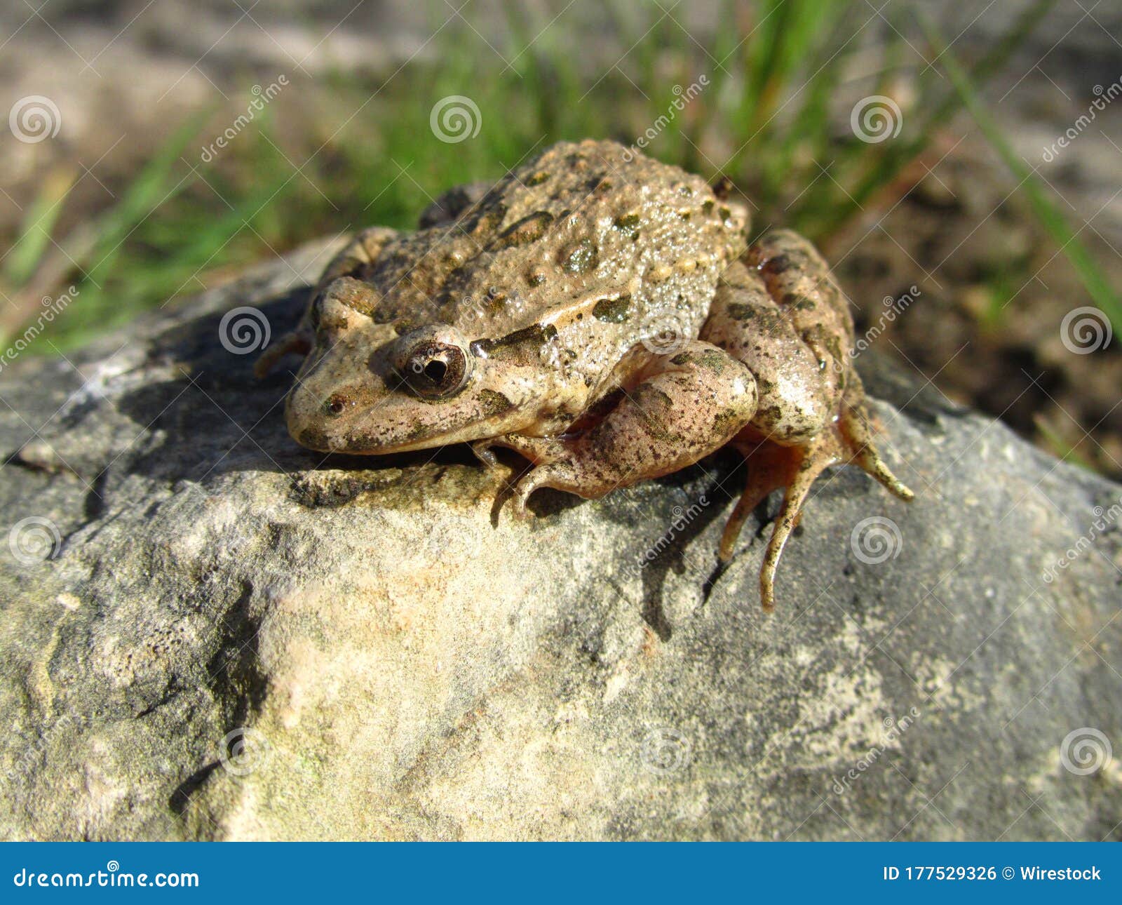 Closeup Shot of a Mediterranean Painted Frog beside a Leaf on a Rock ...