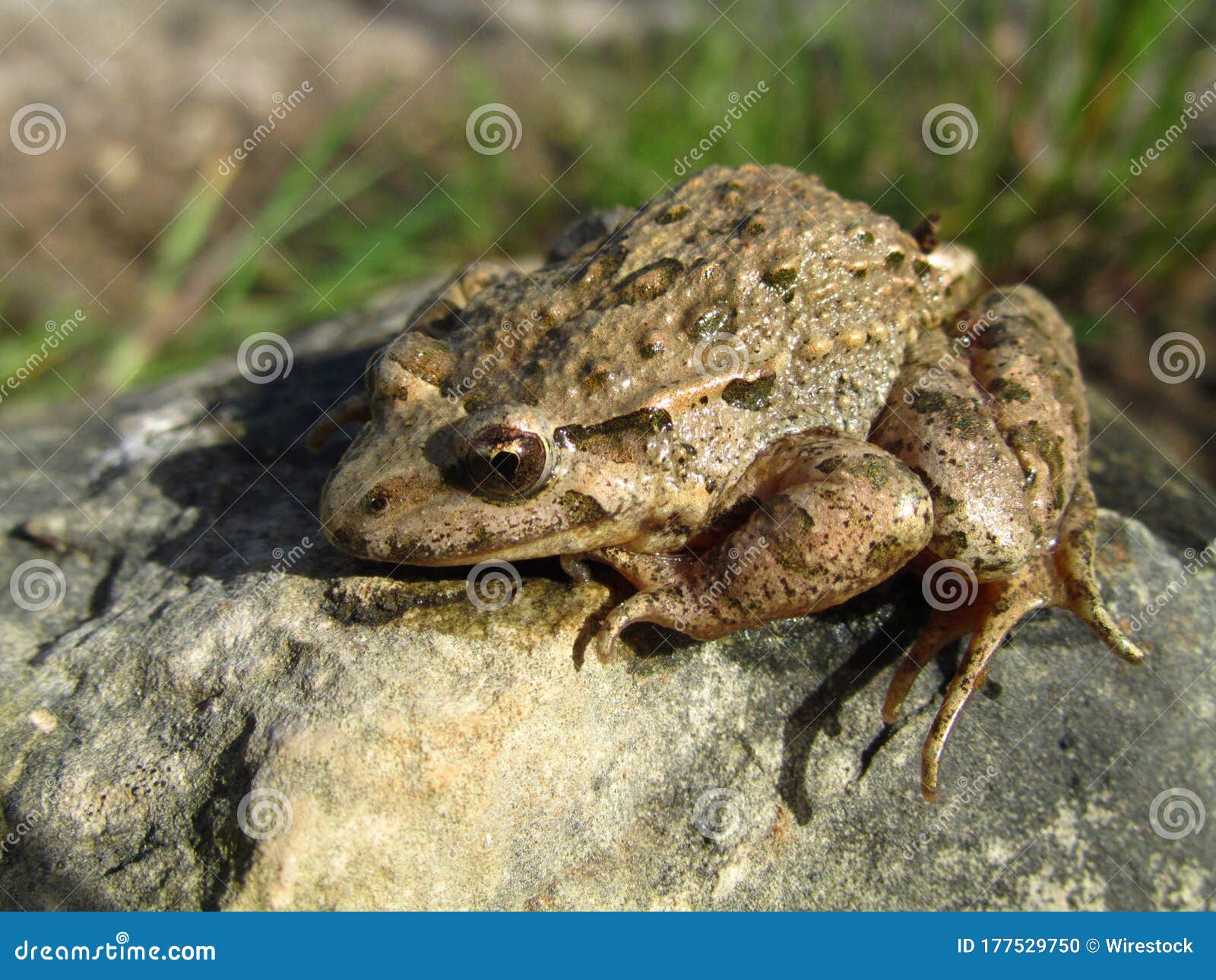Closeup Shot of a Mediterranean Painted Frog on a Rock Stock Photo ...