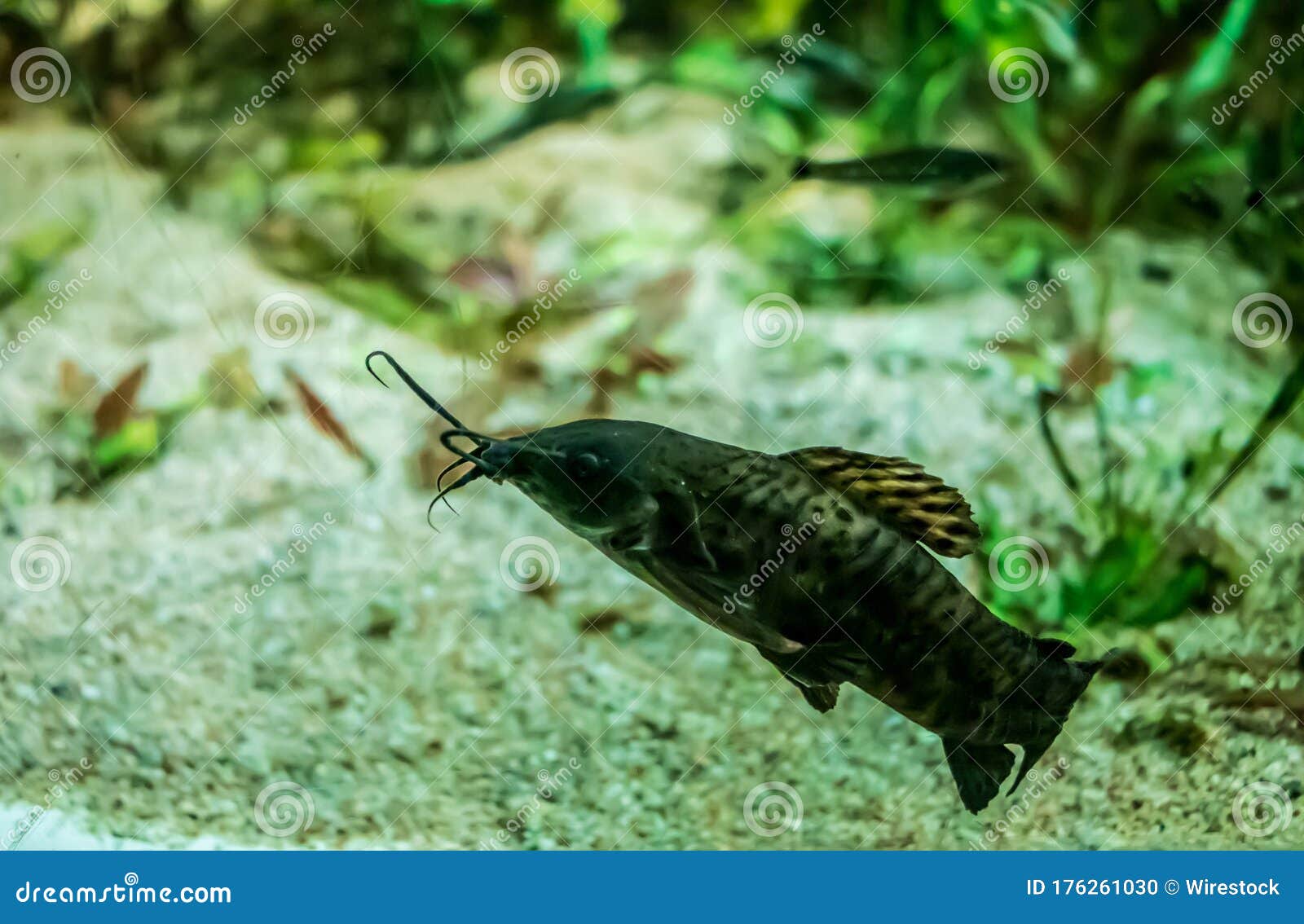 Closeup Shot of a Megalechis Thoracata in an Aquarium Stock Photo ...