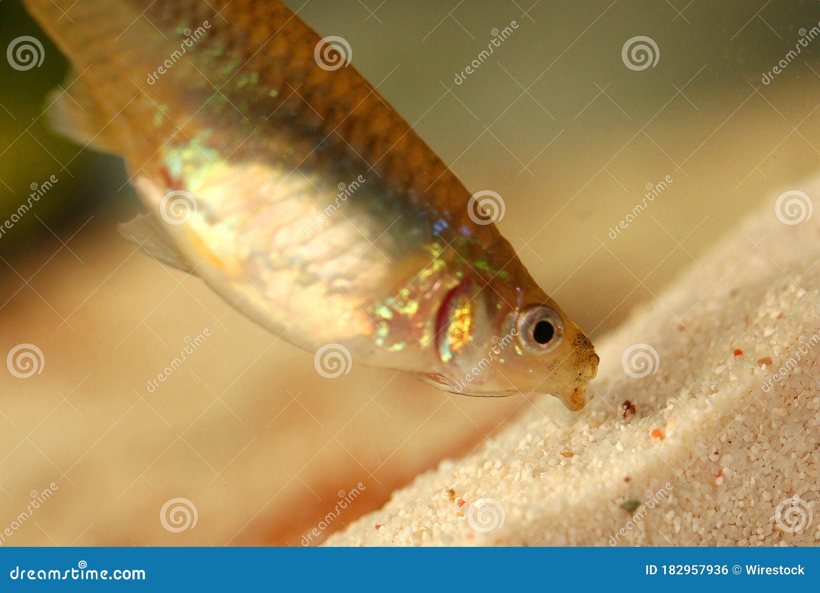 Closeup Shot of a Million Fish in the Aquarium Approaching the Sand ...