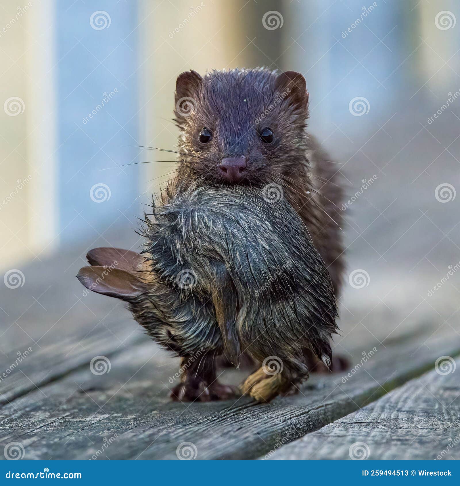 Closeup Shot of a Mink with a Prey in Its Mouth Stock Image - Image of ...