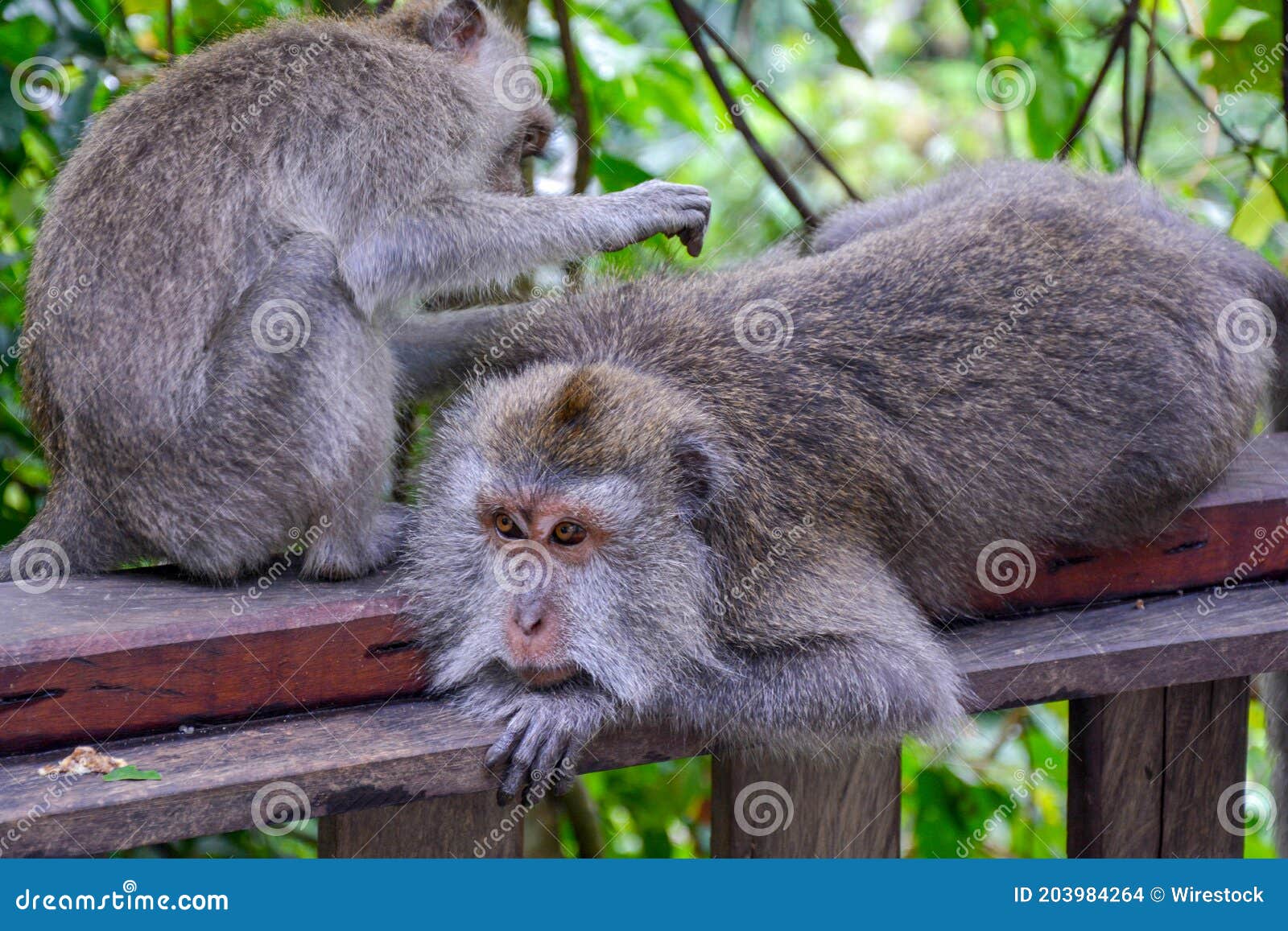 Closeup Shot of Monkey Picking Lice of Another Monkey Stock Photo ...