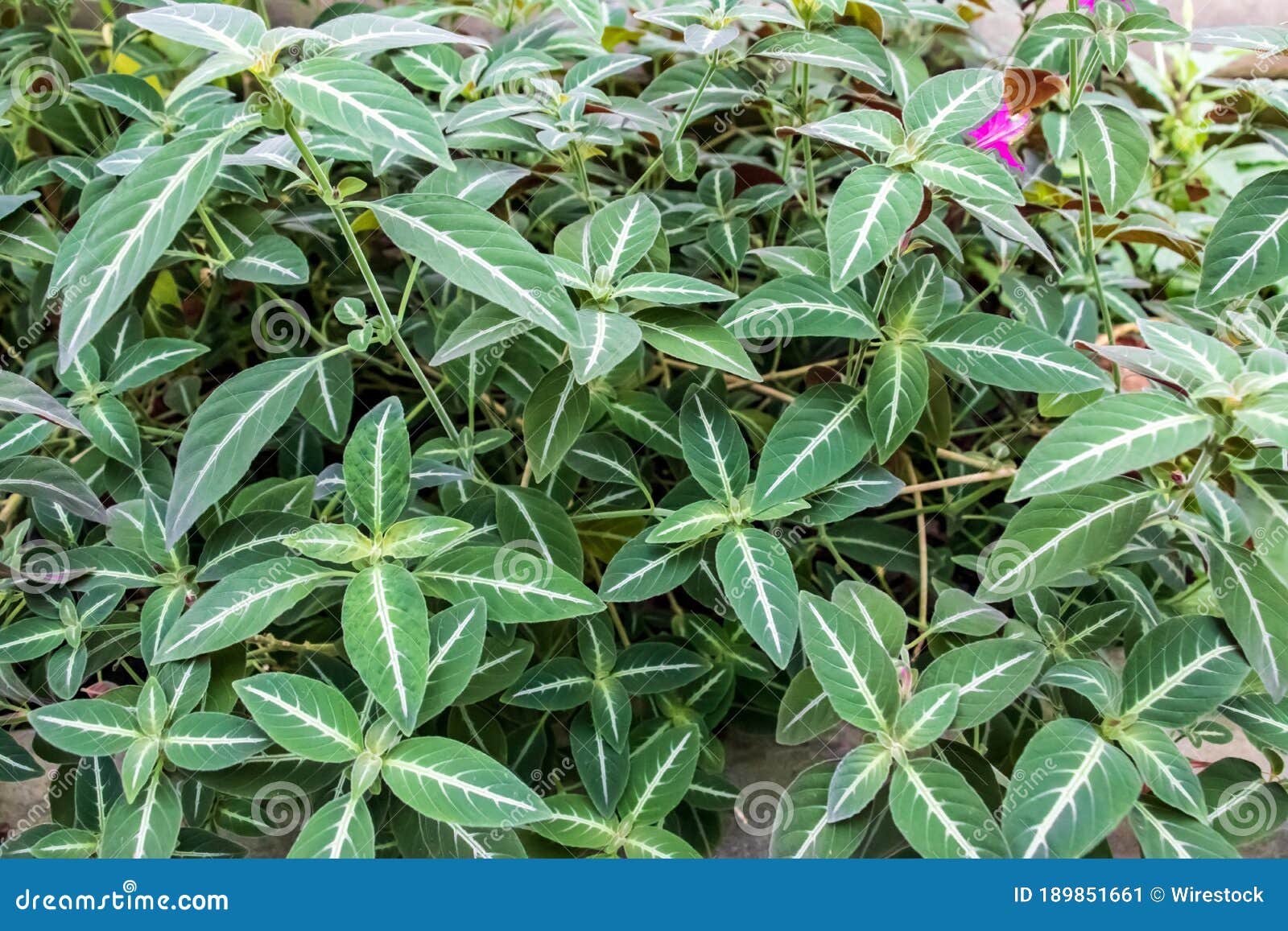 Closeup Shot of the Monkey Plant Growing on the Ground Stock Image ...