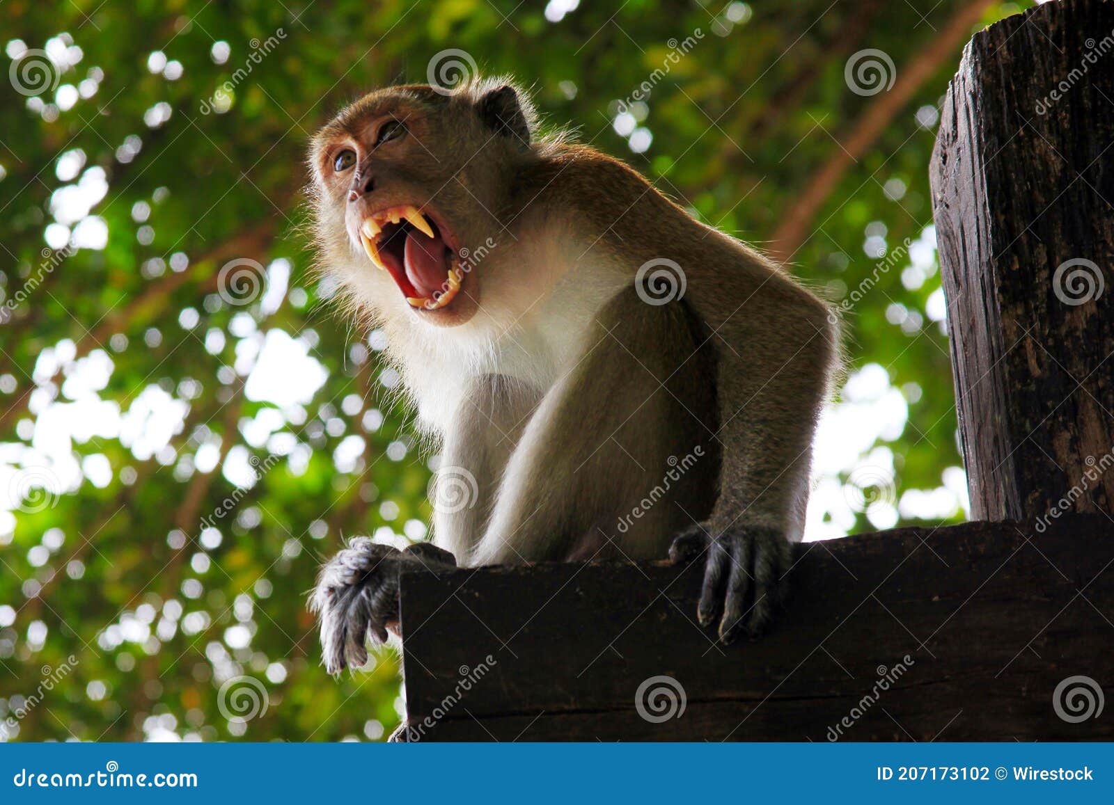 Closeup Shot of a Monkey Sitting on a Tree with Its Mouth Wide Open ...