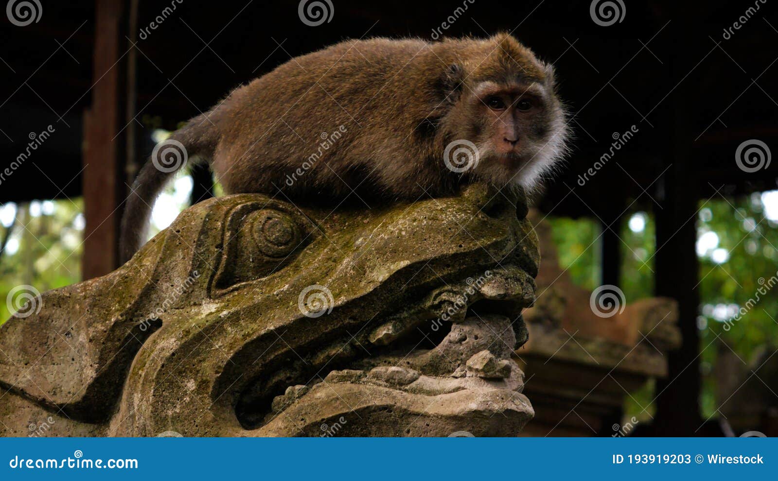 Closeup Shot of a Monkey on a Statue in Bali, Indonesia Stock Image ...
