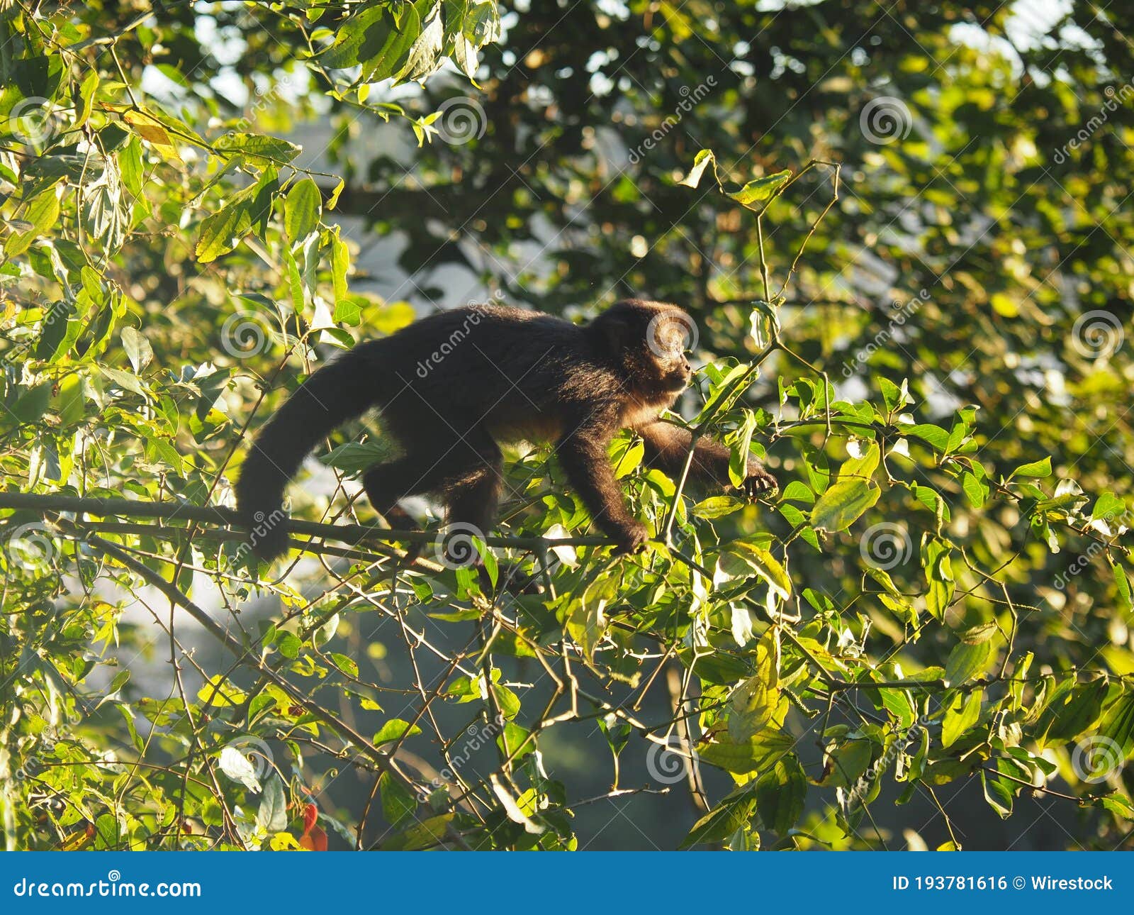 Closeup Shot of a Monkey on Trees Stock Photo - Image of plant, cute ...