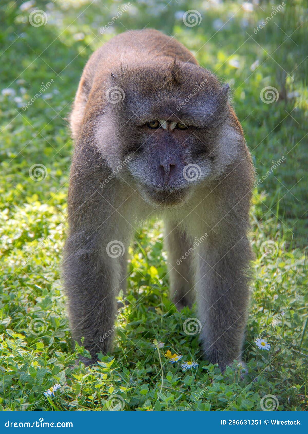 Closeup Shot of a Monkey Walking through a Lush Grassy Field. Stock ...
