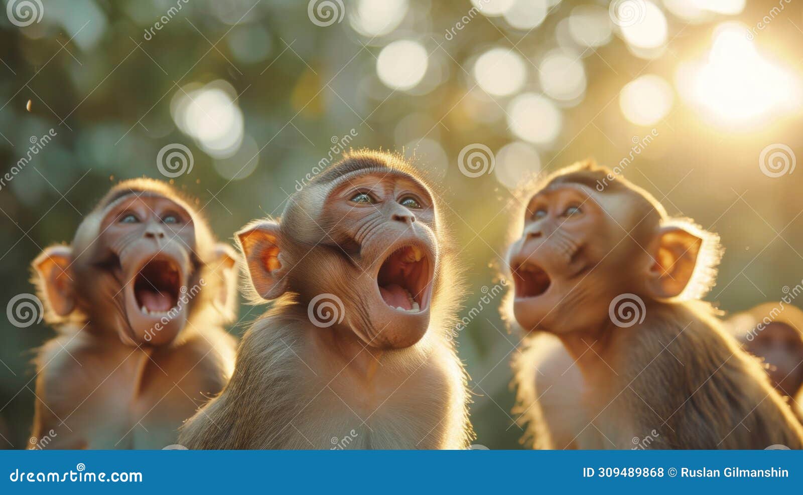 A Closeup Shot of a Monkeys Screaming with Mouth Open Stock ...
