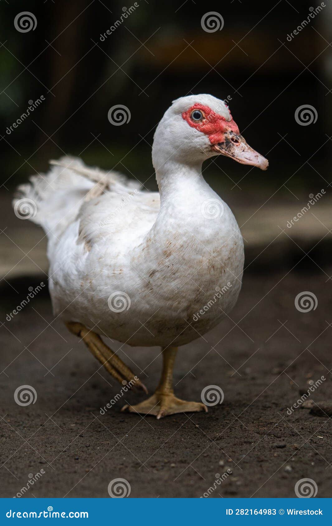 Closeup Shot of a Muscovy Duck Looking at the Camera. Stock Image ...