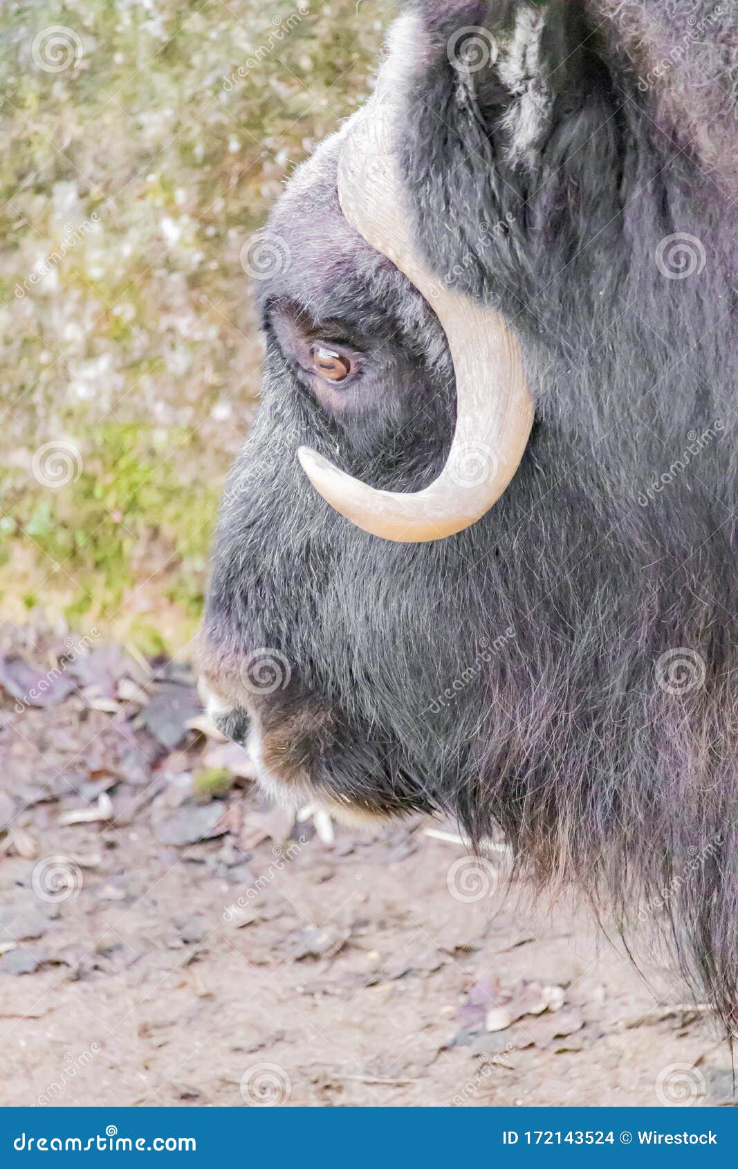 Closeup Shot of a Muskox Head Displaying Its Curved Sharp Horns Stock ...