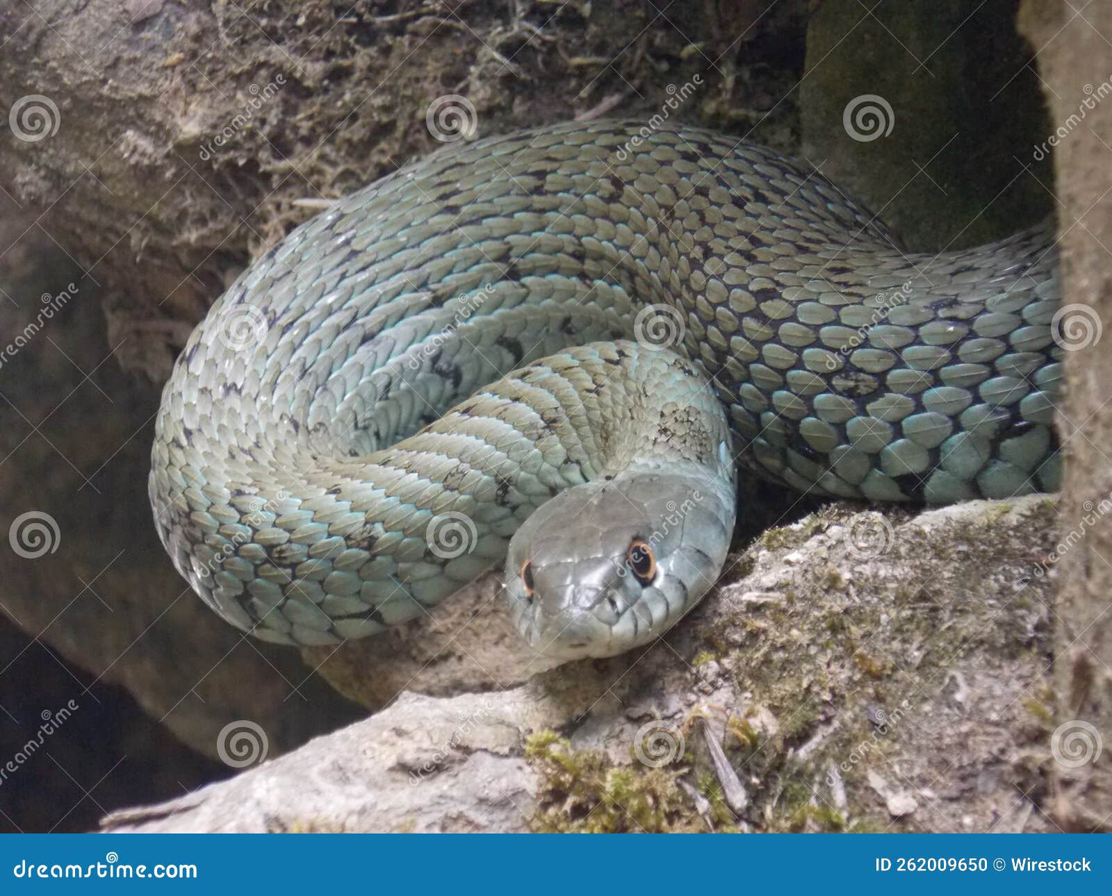 Closeup Shot of a Natrix Snake Stock Photo - Image of stone, reptile ...