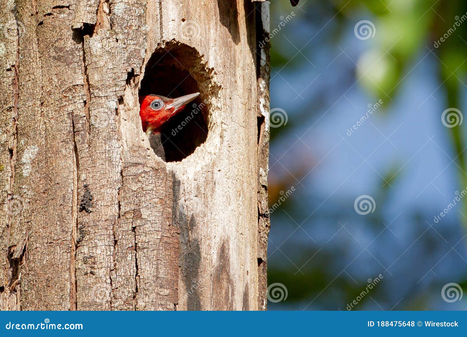 Closeup Shot of the Nest of a Red-headed Bird Inside the Tree Stock ...