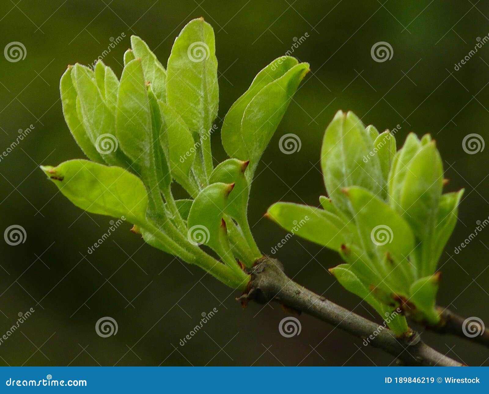 Closeup Shot of New Buds Growing on a Tree Branch Stock Image - Image ...