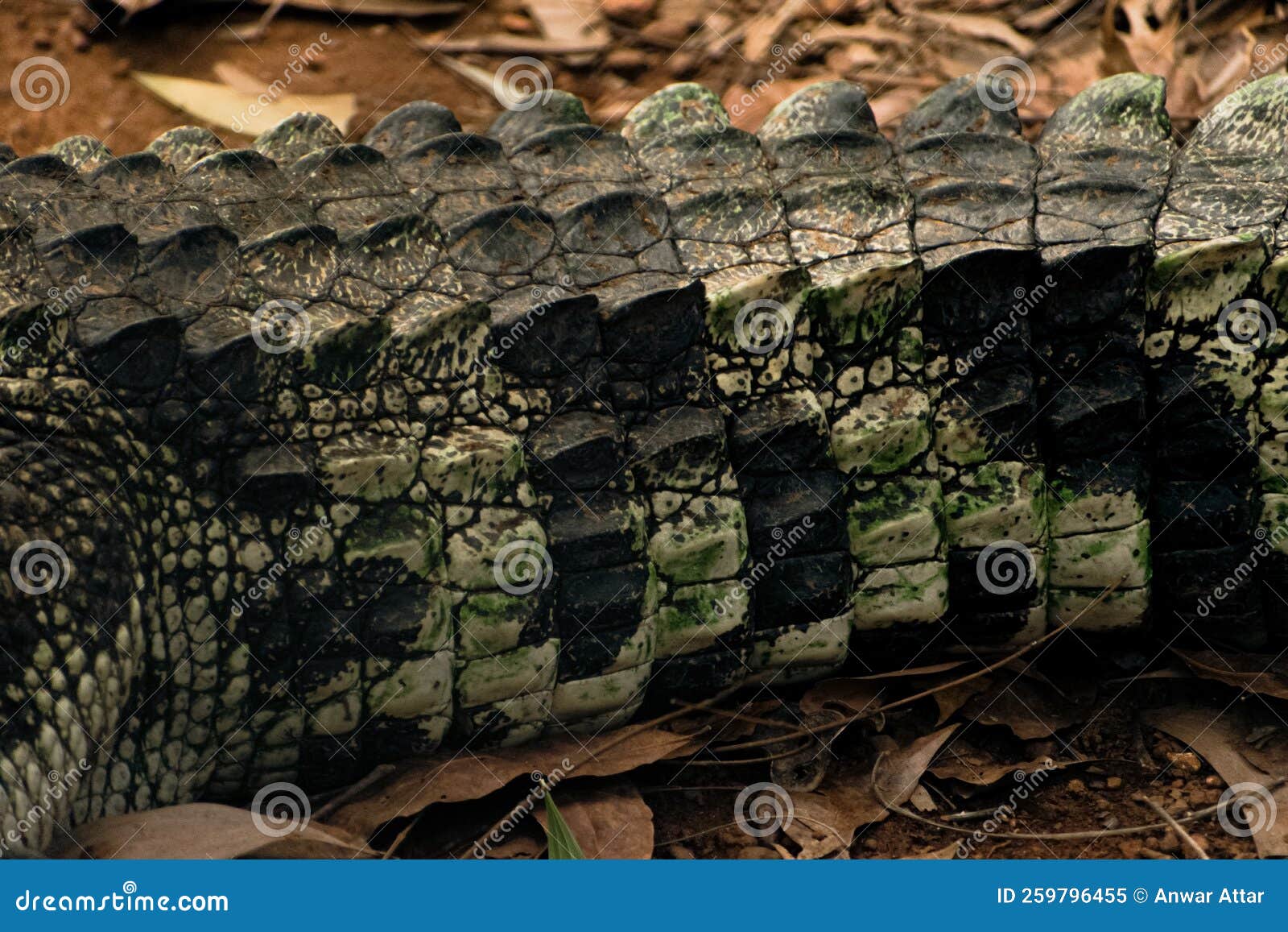 Closeup Shot of Nile Crocodile Tail Stock Image - Image of habitat ...