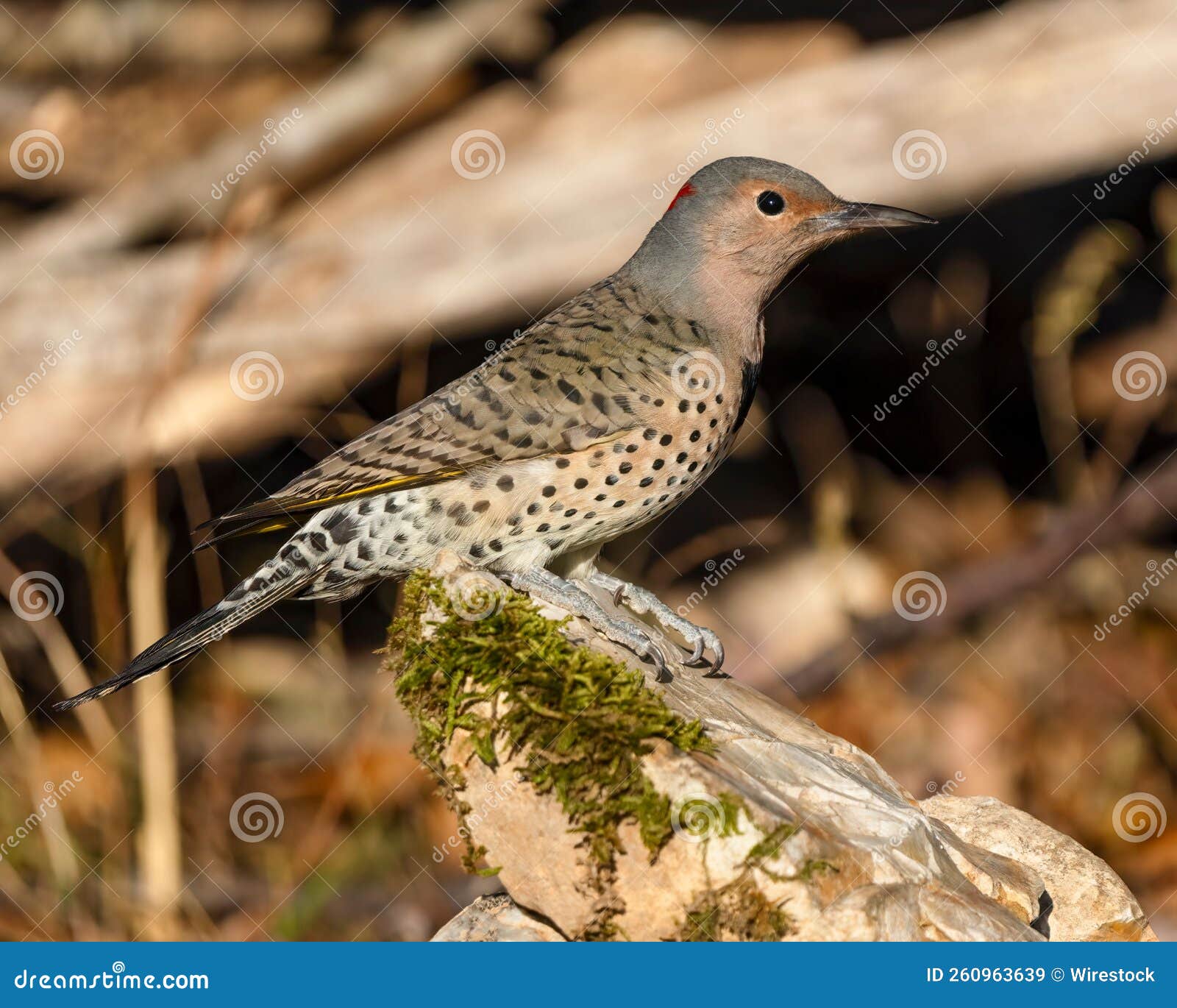 Closeup Shot of a Northern Flicker Bird Stock Image - Image of closeup ...