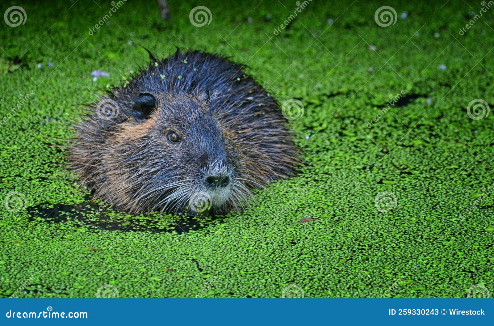 Closeup Shot of a Nutria Lying on the Green Grass Stock Image - Image ...