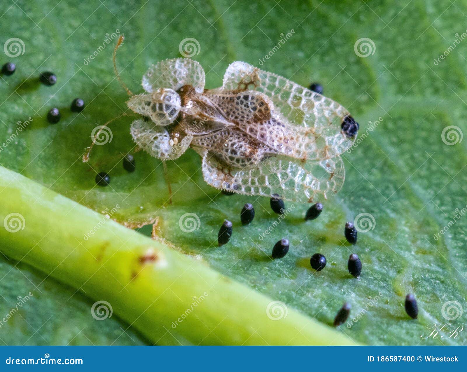 Closeup Shot of an Oak Lace Bug on a Leaf Surface Stock Photo - Image ...