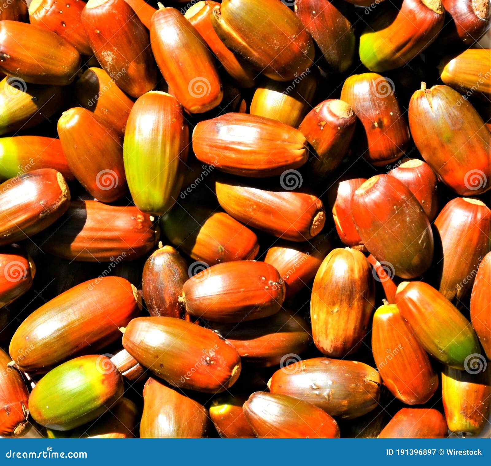Closeup Shot of Oak Seeds Mixed with Each Other Stock Image - Image of ...