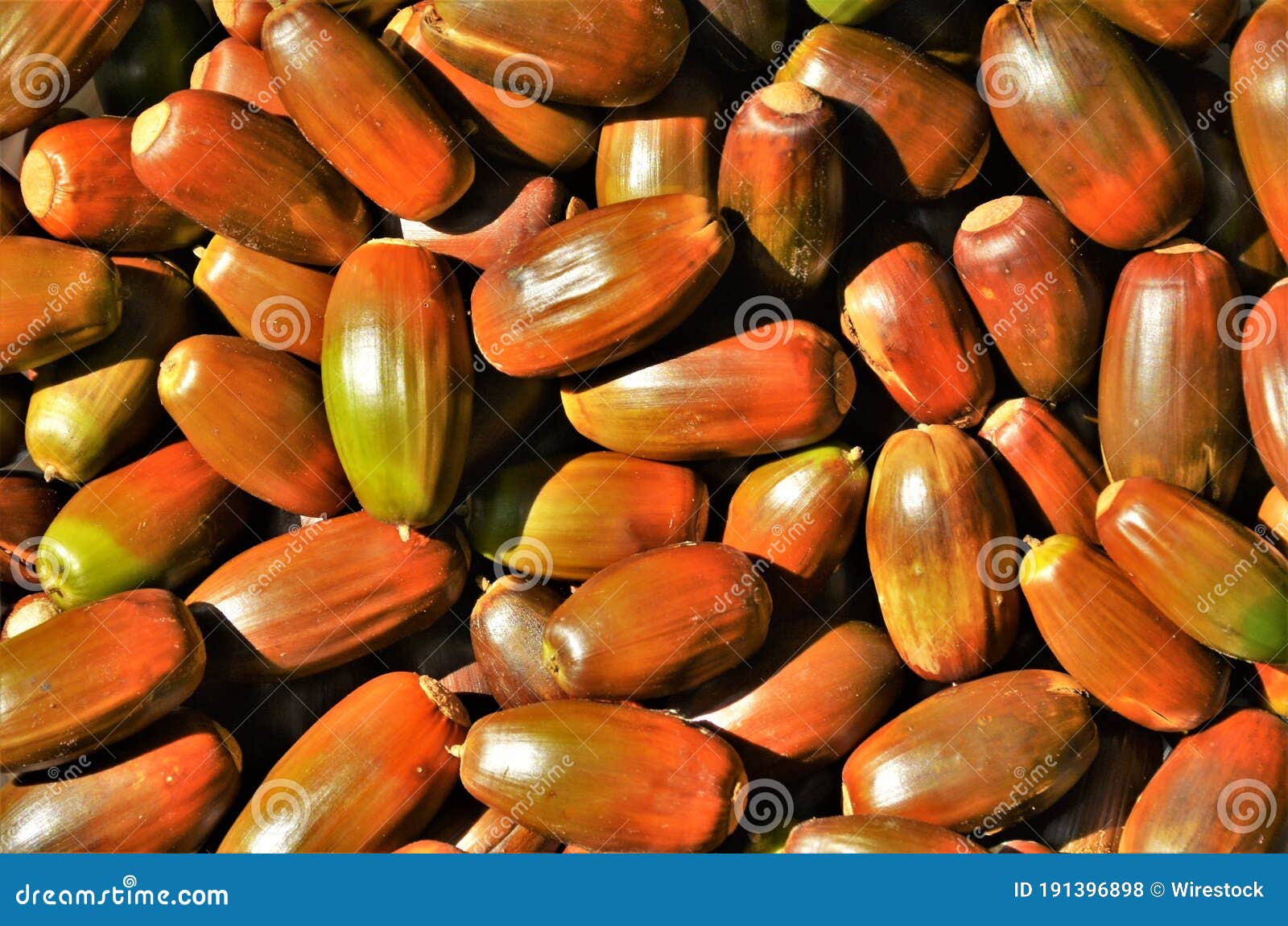 Closeup Shot of Oak Seeds Mixed with Each Other Stock Photo - Image of ...