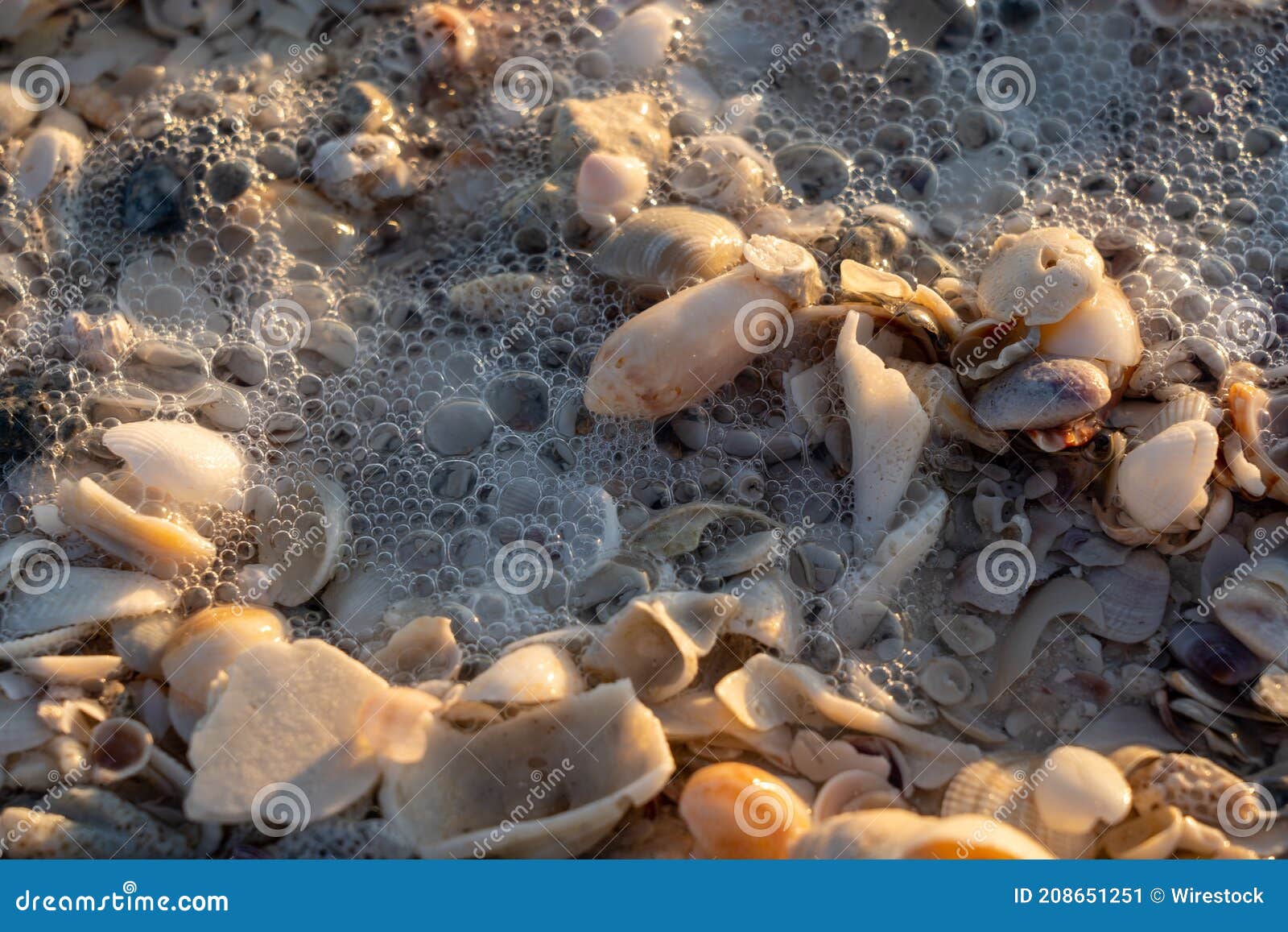 Closeup Shot of Ocean Foam between Seashells Stock Image - Image of ...