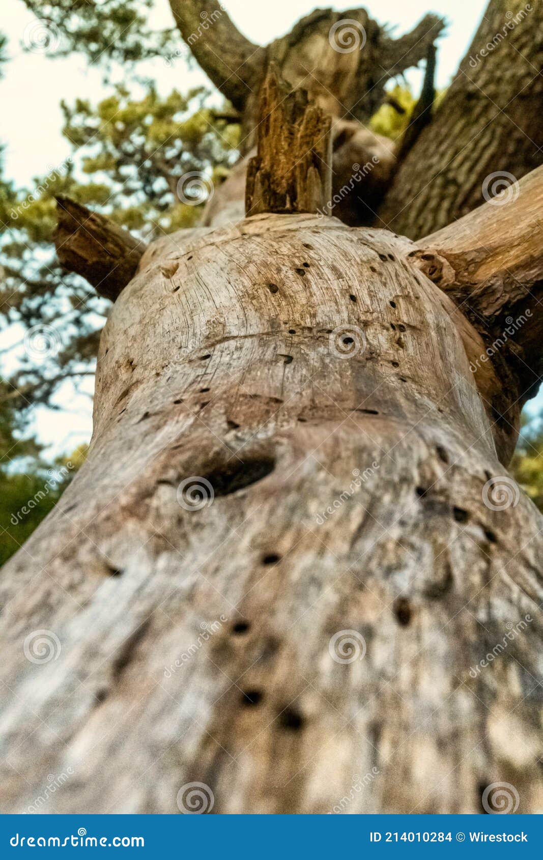 Big Old Thick Tree Trunk Of Platycladus Orientalis, Also Known As ...