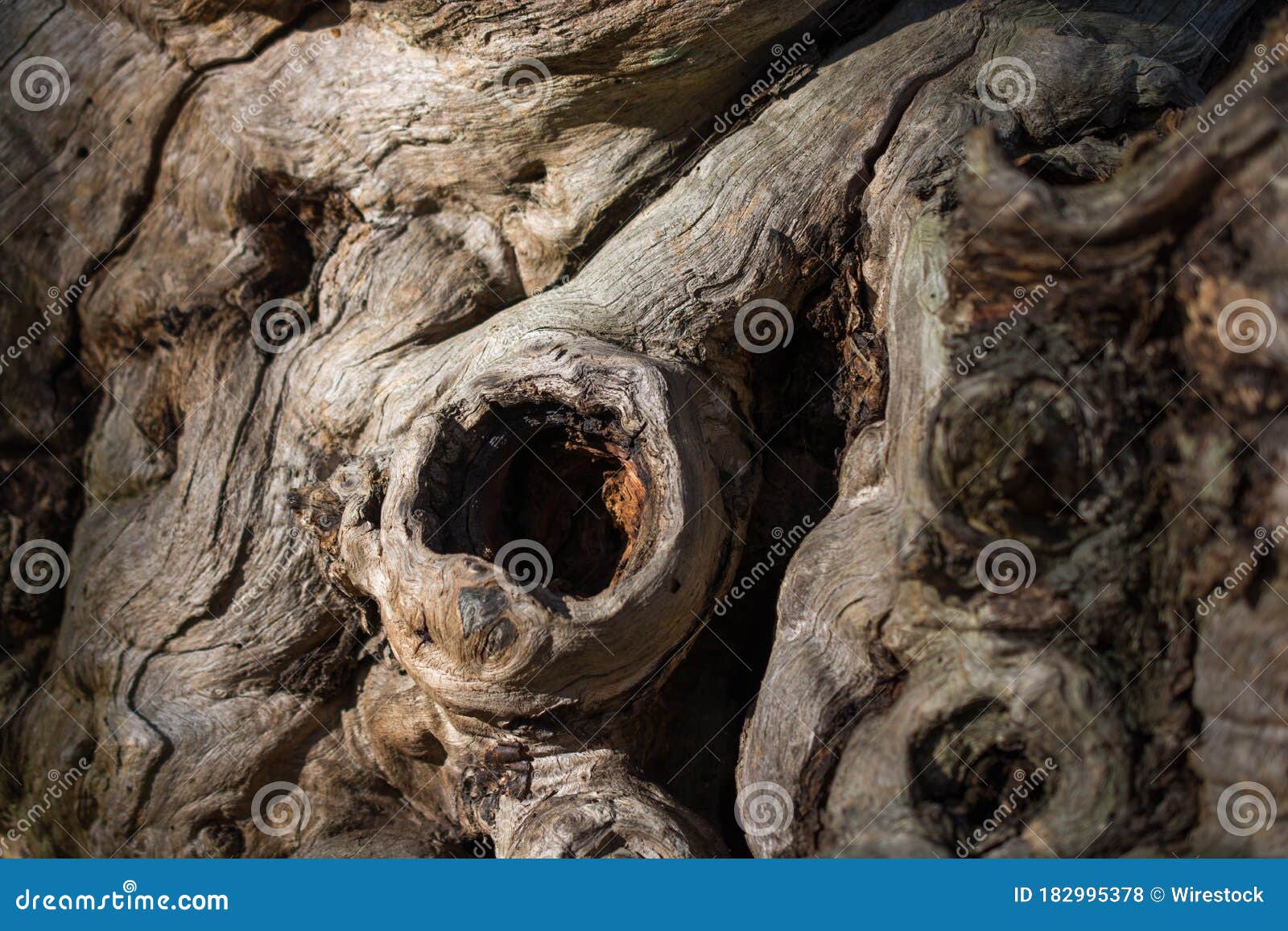 Closeup Shot of an Old Tree Bark Under the Sunlight at Daytime Stock ...