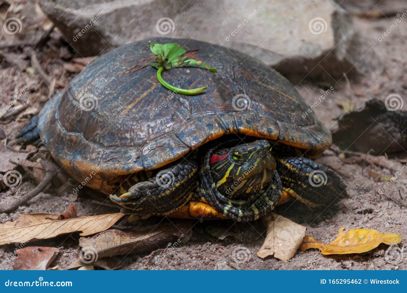 Closeup Shot of an Old Turtle in the Jungle Near Rock Formations Stock ...