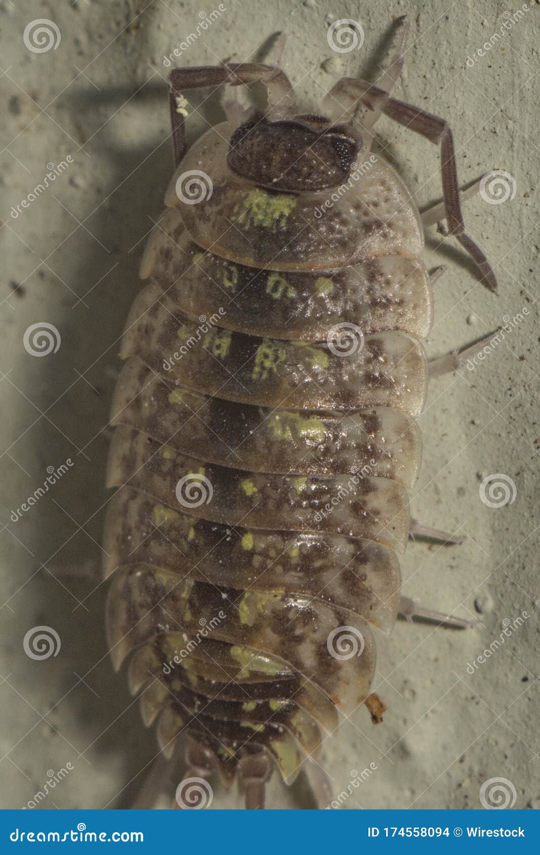 Closeup Shot of an Oniscidea on the Wall Stock Photo - Image of ...