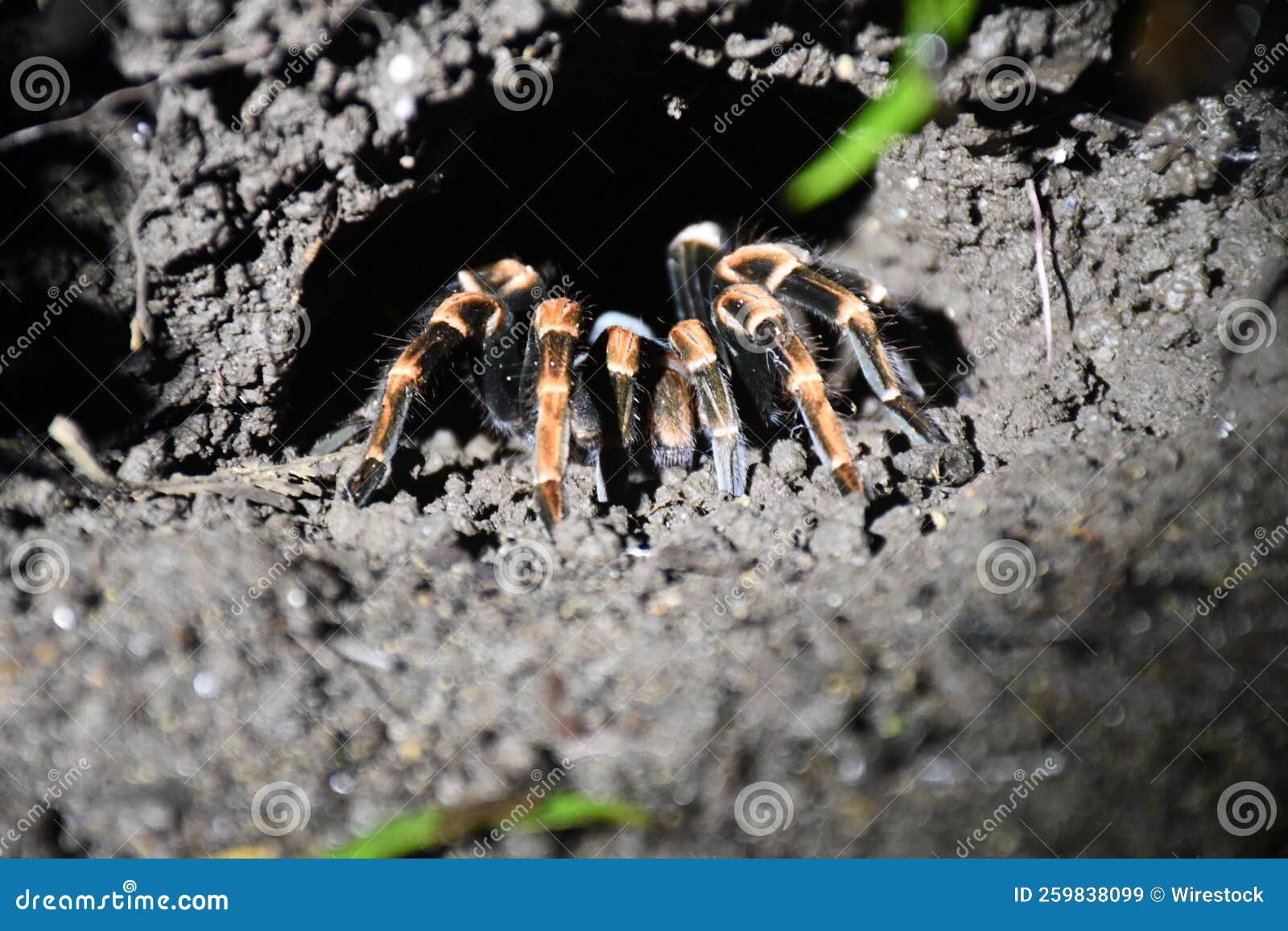 Closeup Shot of an Orange Black Tarantula Crawling in the Dirt Stock ...