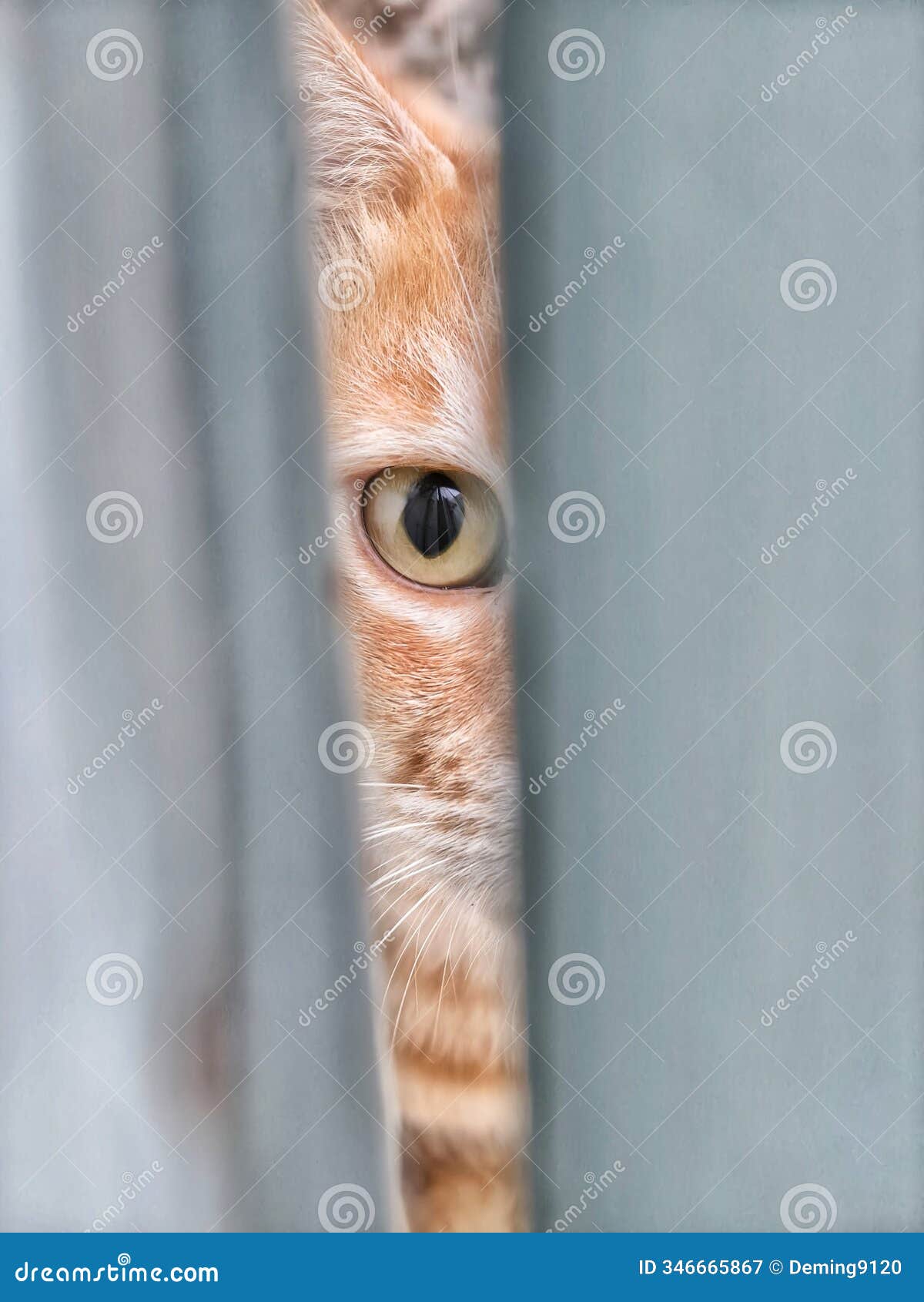 Closeup Shot of an Orange Tabby Mau Cat Peeking through the Gate Stock ...