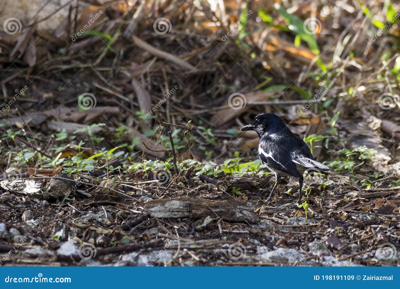 Closeup Shot of a Oriental Magpie Robin Stock Image - Image of close ...