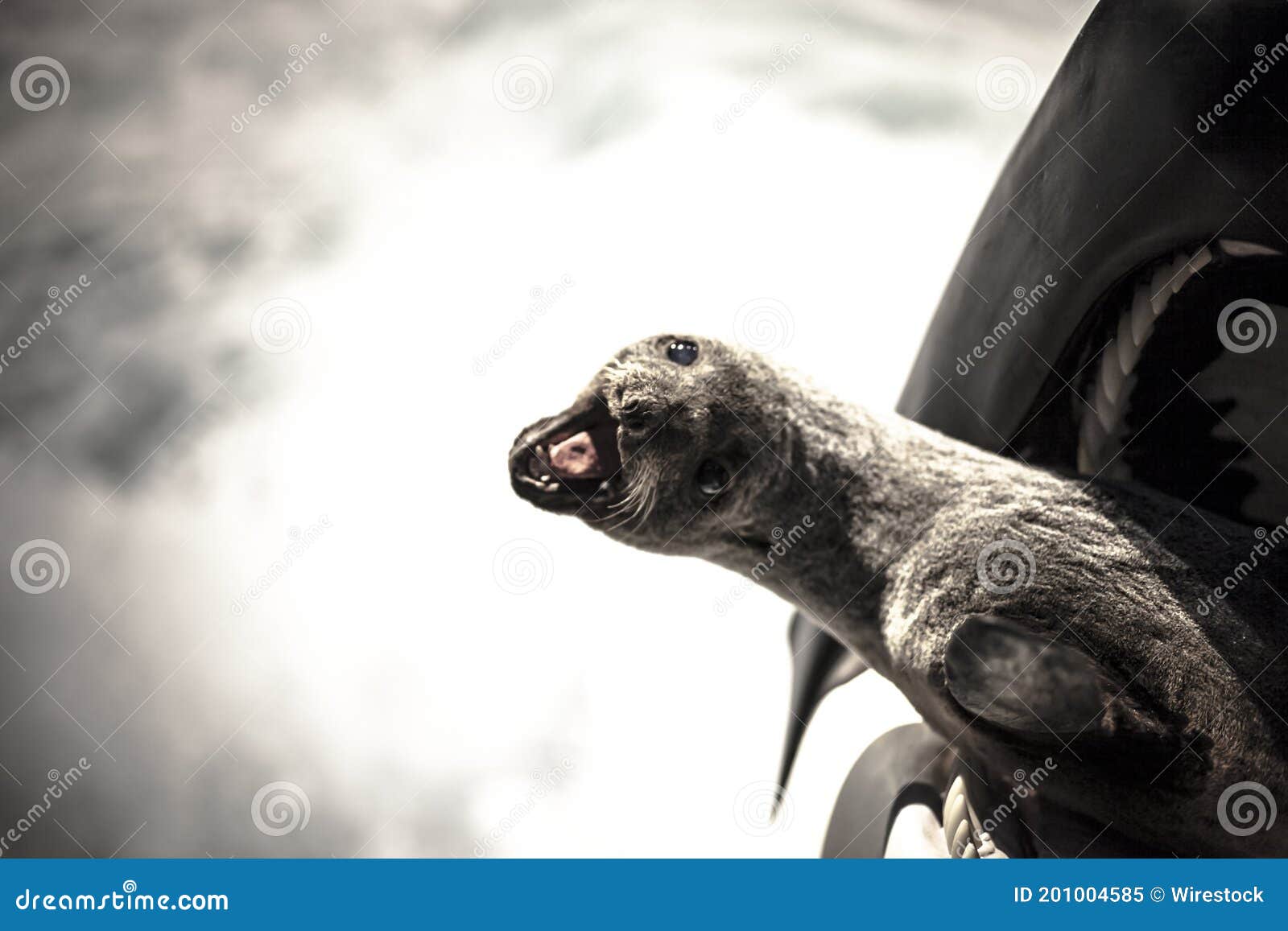 Closeup Shot of an Otter Screaming with an Open Mouth Stock Image ...